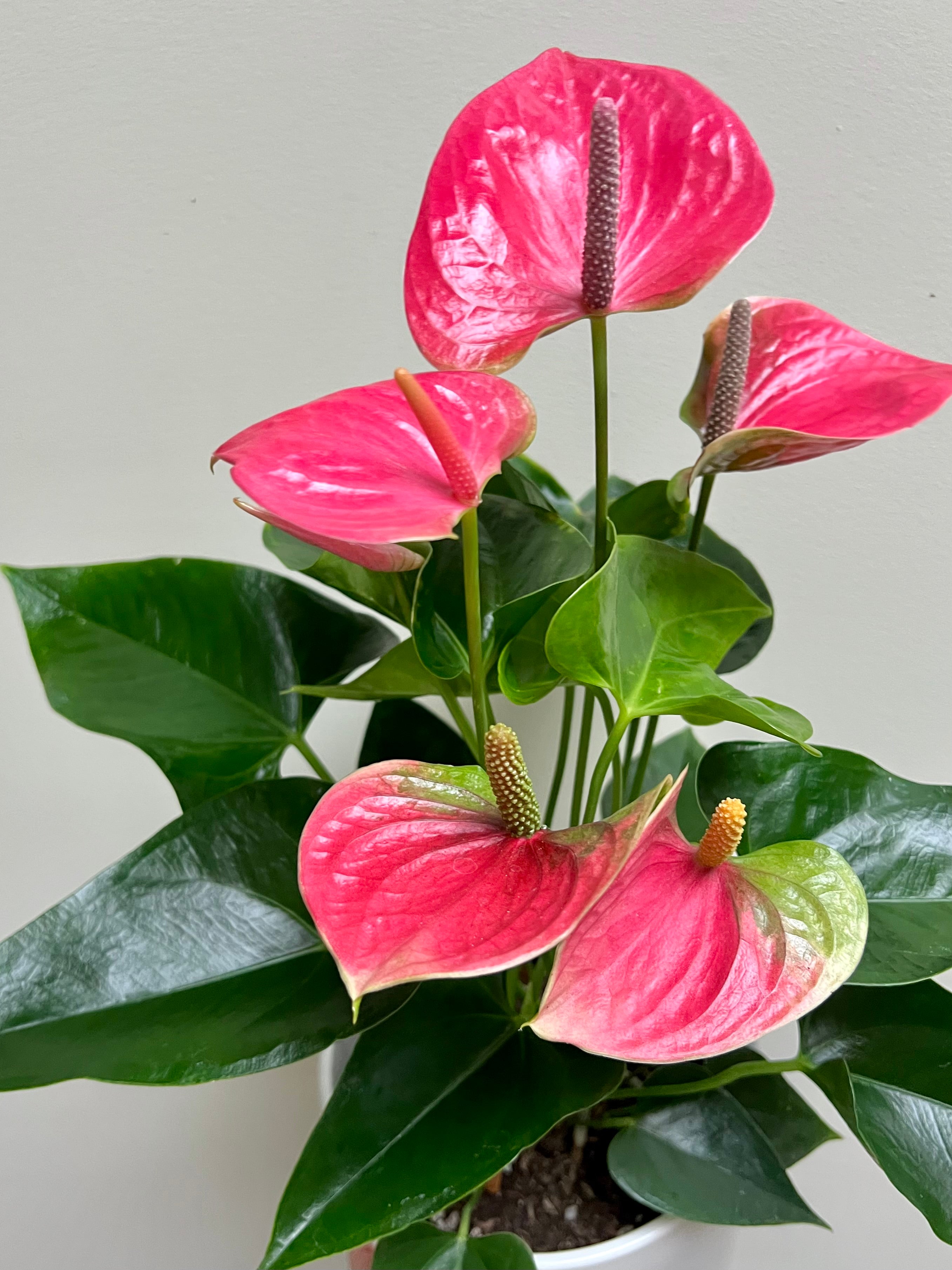 Anthurium Plant – Bellaflora Studio